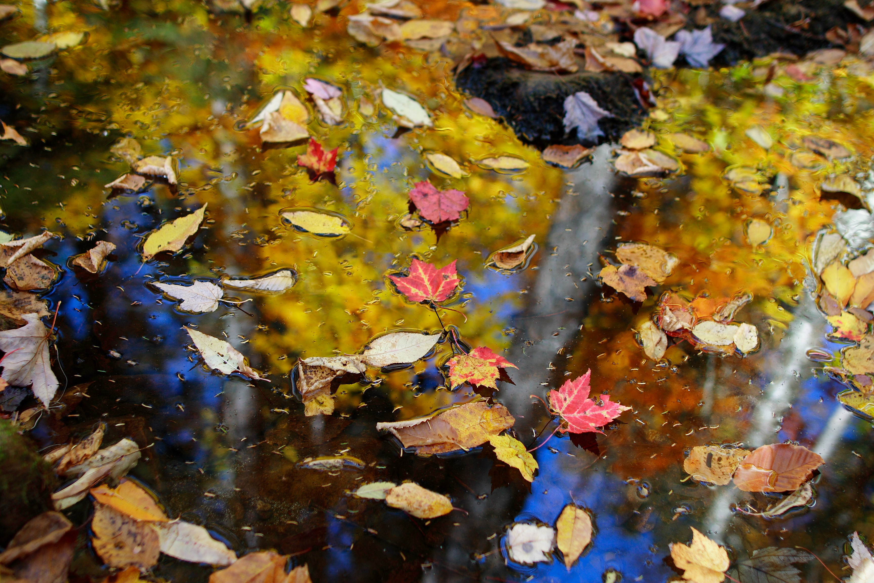 Fall Leaves Floating - Free Nature Pictures by ForestWander Nature ... Fall Leaves Floating - Free Nature Pictures by ForestWander Nature ...