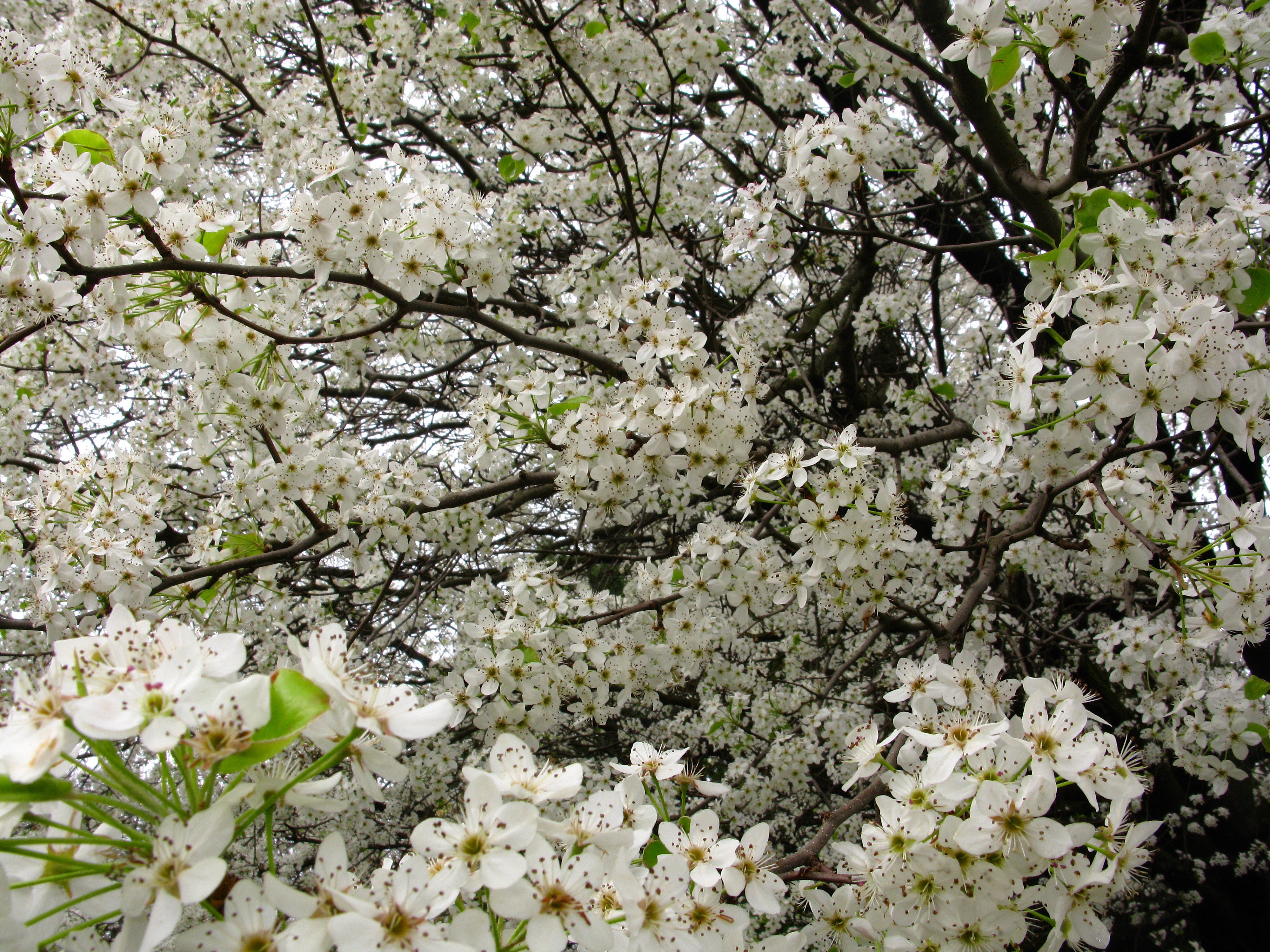White Pear Tree Flowers Blooming Spring - Free Nature Pictures by ... White Pear Tree Flowers Blooming Spring - Free Nature Pictures by ...