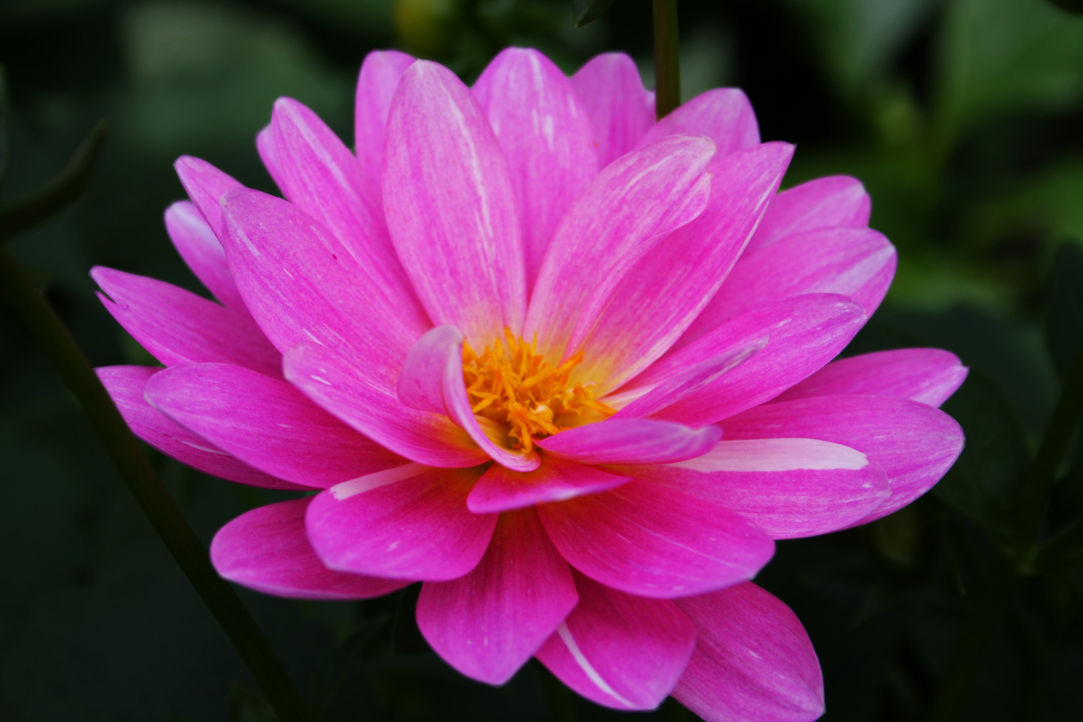 Free Flower Images To Download At Marilyn Stumpf Blog Free Flower Images To Download At Marilyn Stumpf Blog