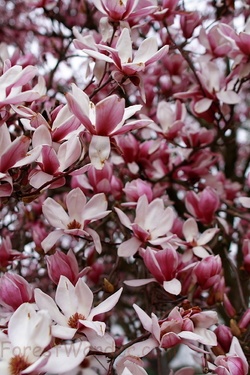 Spring Flower Tree - Free Nature Pictures by ForestWander Nature ...