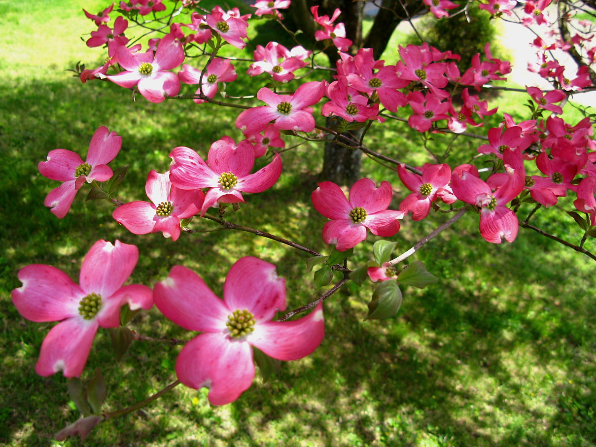 Spring Pink Dogwood Tree - Free Nature Pictures by ForestWander Nature ...